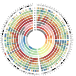 Circular Heat Map | Data Viz Project